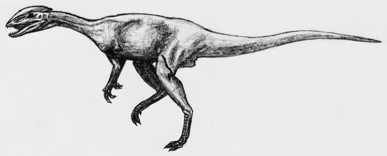 Dracovenator Cool Dino Facts Wiki Fandom Powered By Wikia
