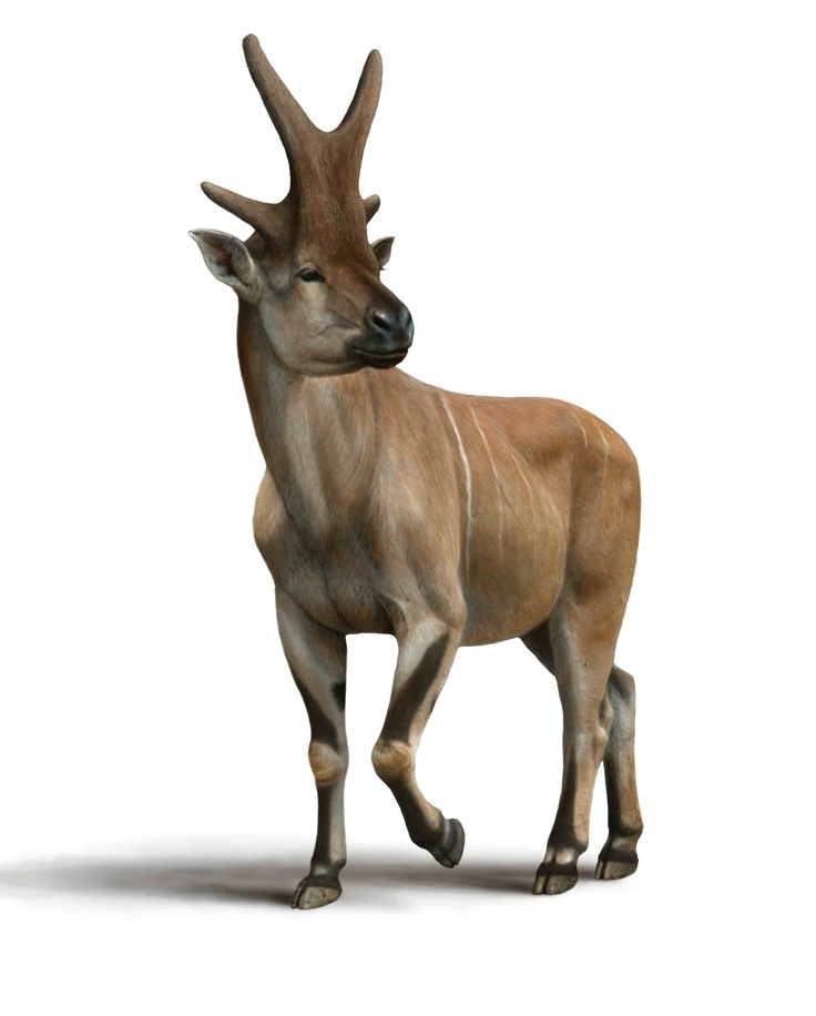 Category:Giraffids | Dinopedia | FANDOM powered by Wikia Category:Giraffids | Dinopedia | FANDOM powered by Wikia