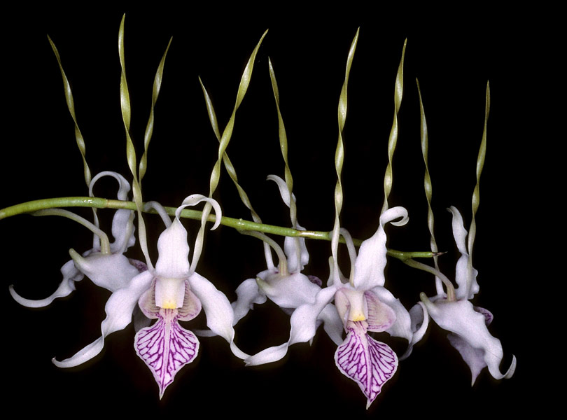 Dendrobium Stratiotes Orchids Wiki Fandom Powered By Wikia