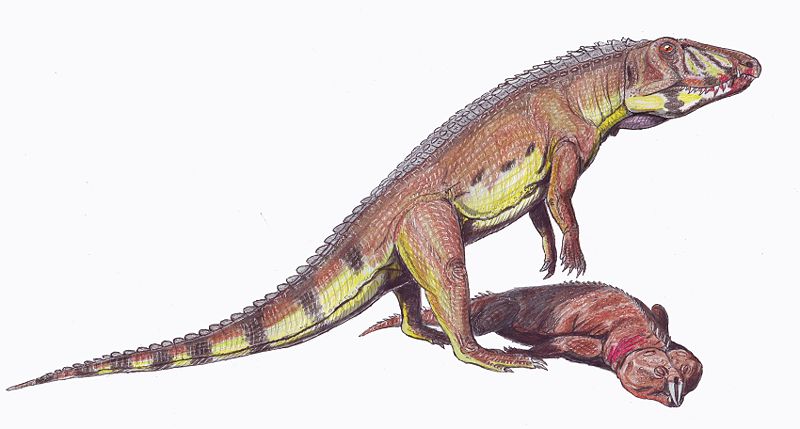 Ornithosuchus Wiki Prehistórico Fandom Powered By Wikia
