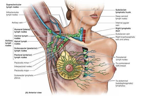 7 Lymphatics RANZCRPart1 Wiki FANDOM Powered By Wikia 7-lymphatics-ranzcrpart1-wiki-fandom-powered-by-wikia
