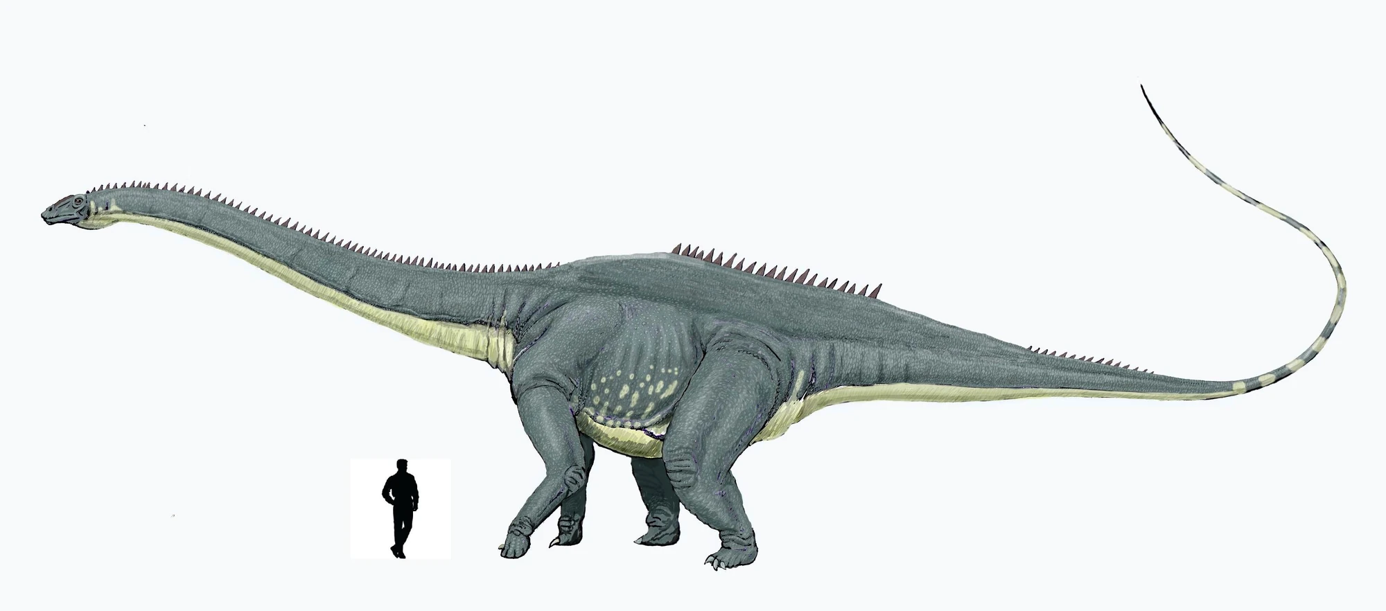 Diplodocus | Wiki ACAM | Fandom powered by Wikia