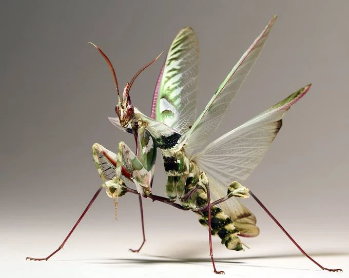 Devil's Flower Mantis | All Species Wiki | FANDOM powered by Wikia