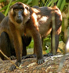 Image - Macaca siberu.jpg | Animal Database | FANDOM powered by Wikia