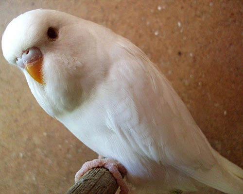 Periquito Blanco | BirdLand Wiki | FANDOM powered by Wikia