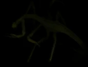 SCP-372 | SCP - Containment Breach Wiki | FANDOM powered by Wikia