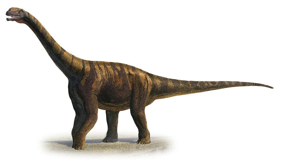 Abrosaurus | Cool Dino Facts Wiki | Fandom powered by Wikia
