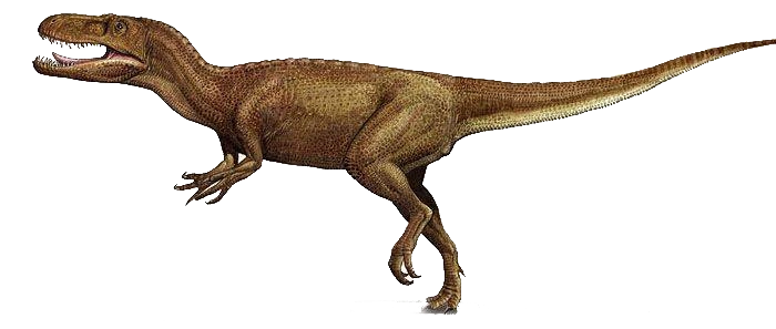 Afrovenator | Dinosaur Wiki | Fandom powered by Wikia