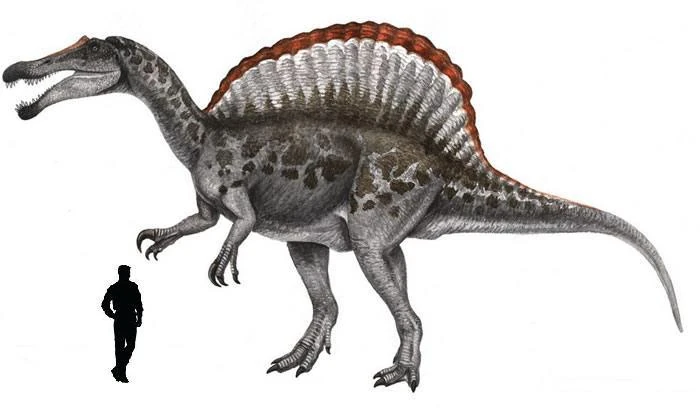 Spinosaurus | Wiki Dino | FANDOM powered by Wikia