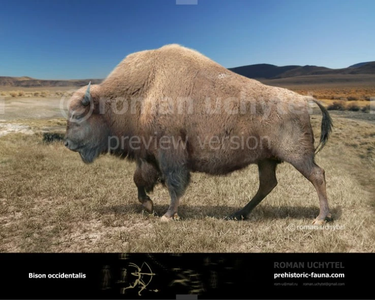 Bison occidentalis | Dinopedia | FANDOM powered by Wikia