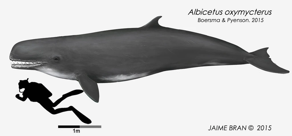 Albicetus | Dinopedia | FANDOM powered by Wikia