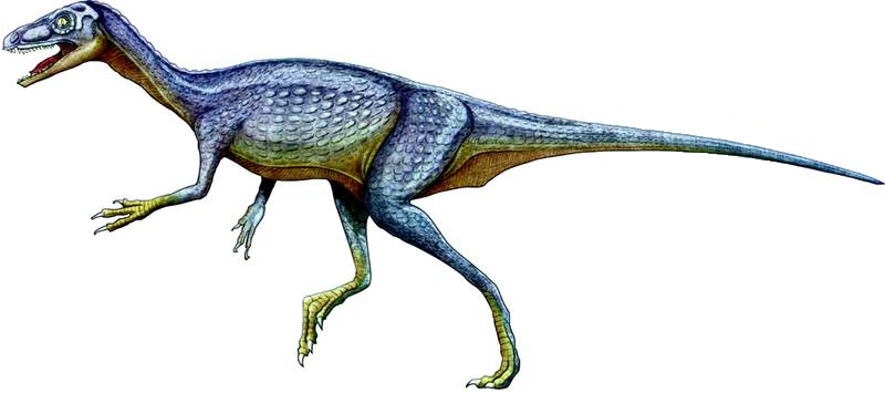 Image Eoraptor Lunensispng Dinopedia Fandom Powered By Wikia