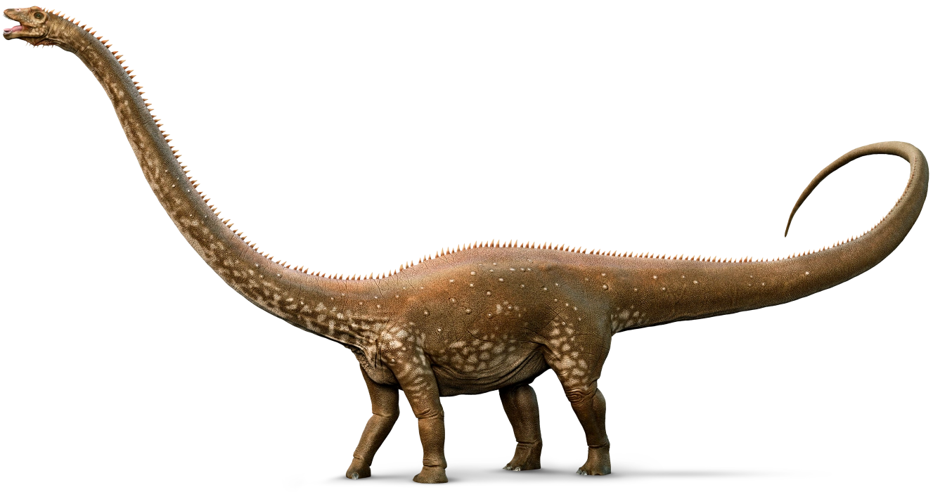 Diplodocus | Dinopedia | Fandom powered by Wikia