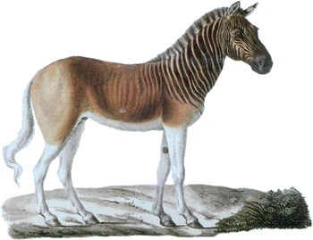 Quagga | Dinopedia | Fandom powered by Wikia