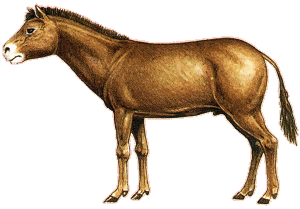 Miohippus | Dinopedia | Fandom powered by Wikia