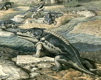 Cacops | Dinopedia | Fandom powered by Wikia