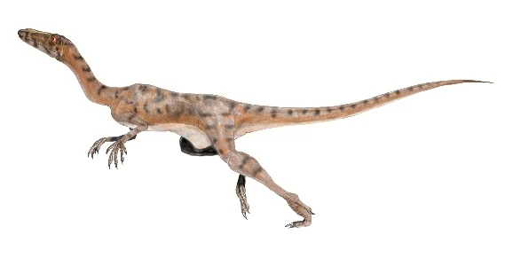 Image - Saltopus.jpg | Wiki Dinosurio | FANDOM powered by Wikia