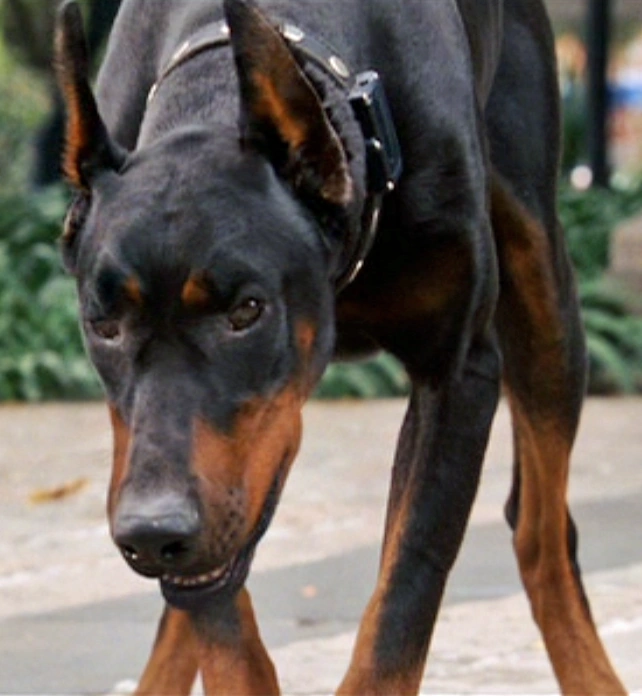 El Diablo | Disney Wiki | Fandom powered by Wikia