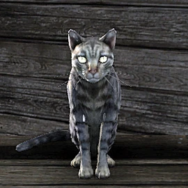 Cat (Online) | Elder Scrolls | Fandom powered by Wikia
