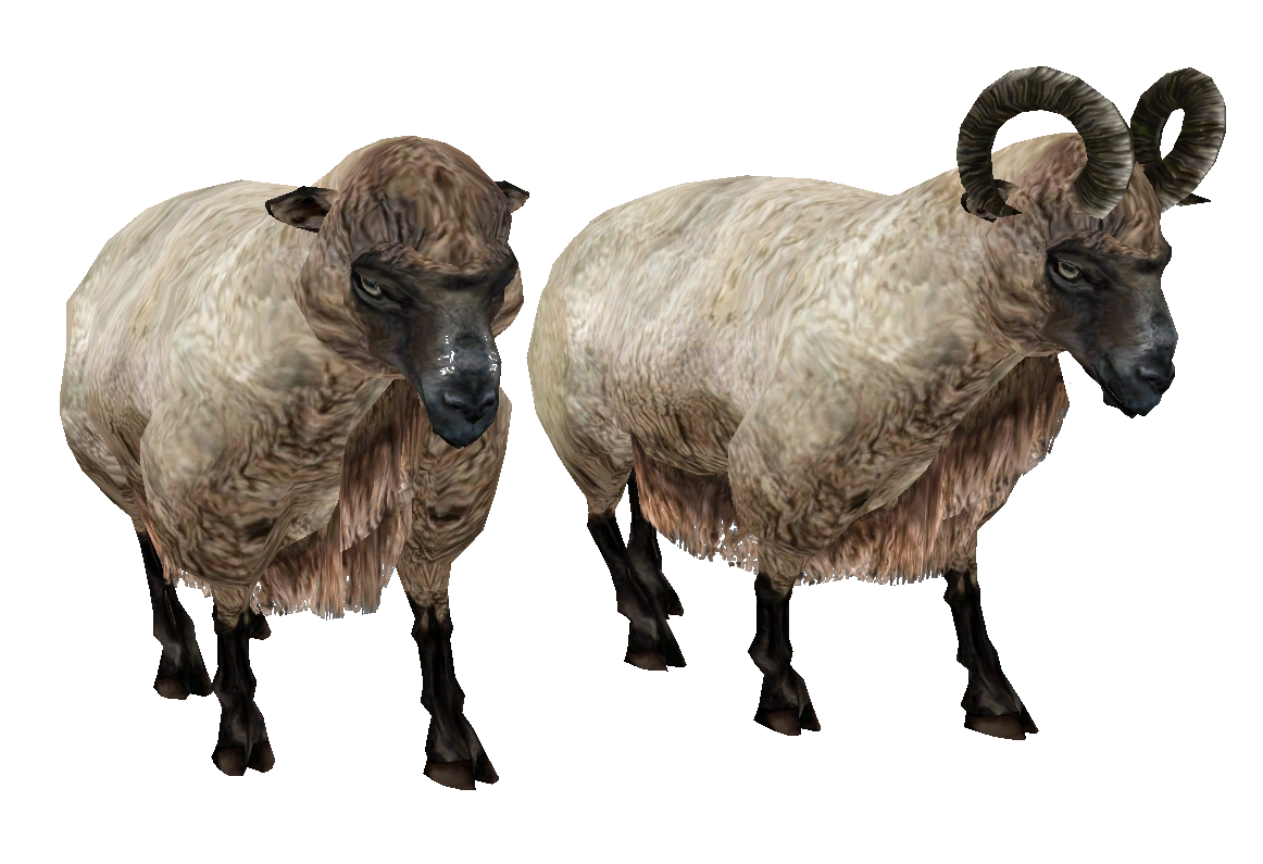 Sheep (Oblivion) | Elder Scrolls | FANDOM powered by Wikia