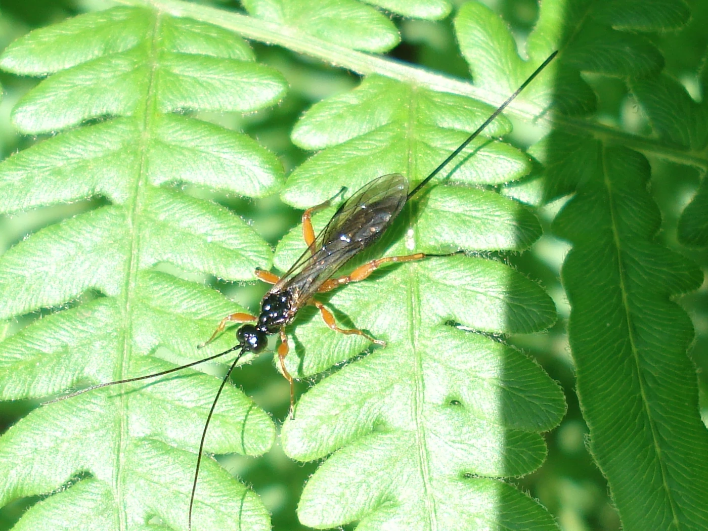 Neoptera | Arthropédie | Fandom powered by Wikia