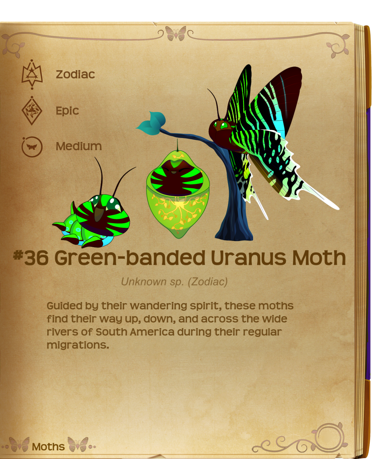 Green Banded Uranus Moth Flutter Starlight Wikia Fandom Powered By