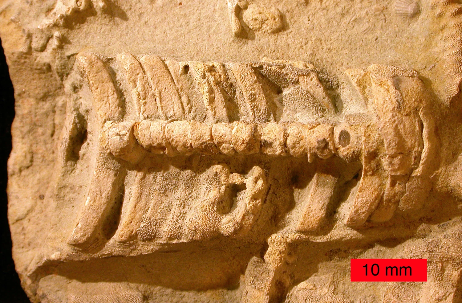 Cephalopoda | Fossil Wiki | Fandom powered by Wikia