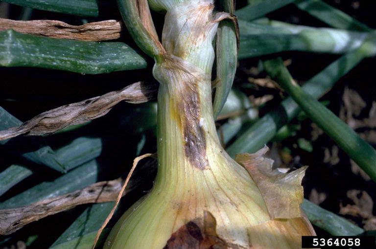 Purple Blotch Wikigardener Fandom Powered By Wikia