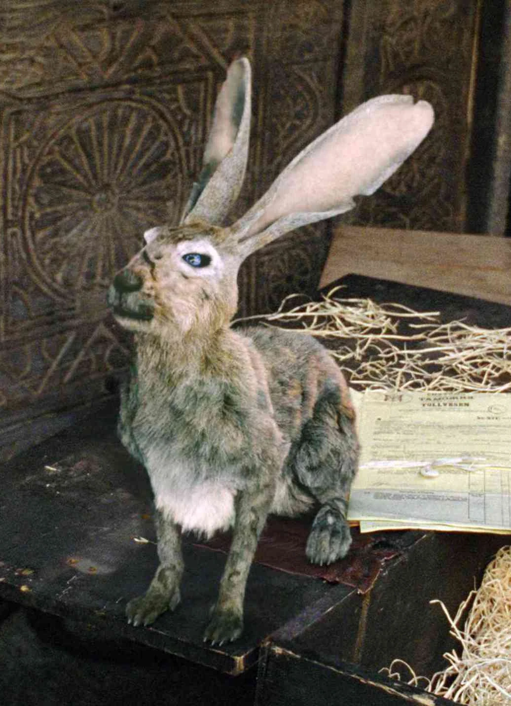 Hester | His Dark Materials | Fandom powered by Wikia