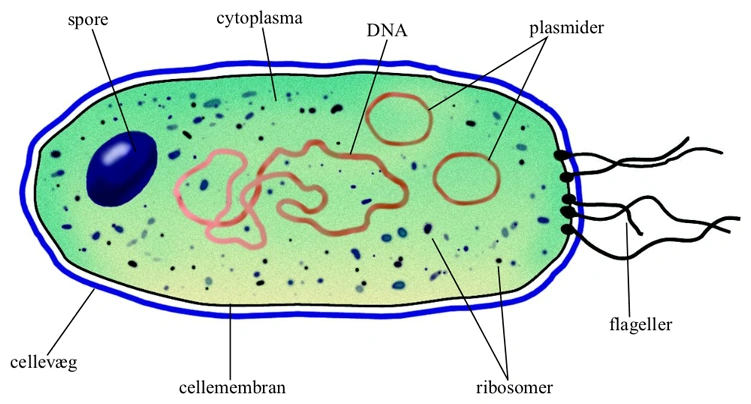 Fil:Bakterie.png | Pensumbesvarelse for Humanbiologi og Sygdomslære ...