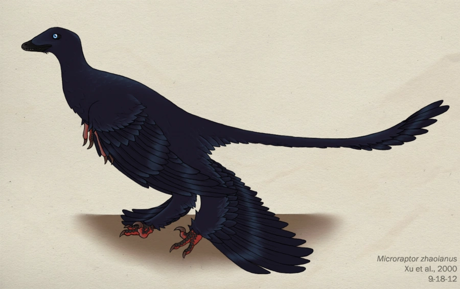 Microraptor Color