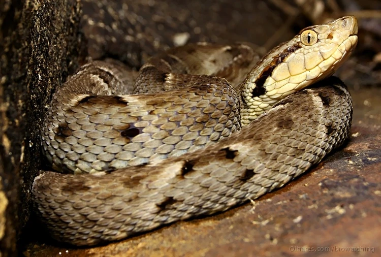 Jararaca | Wiki Mundo Animal | FANDOM powered by Wikia