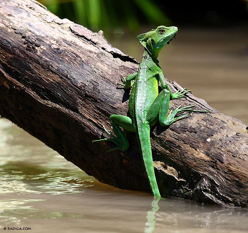 Basilisco | Wiki Mundo Animal | FANDOM powered by Wikia