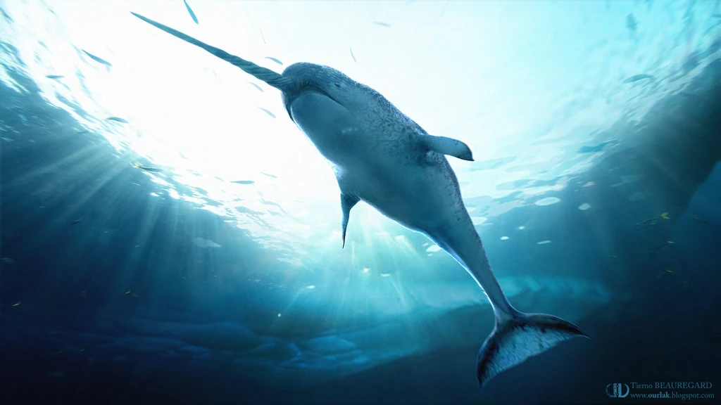 Imagem - Narval by ourlak-d6941q5.jpg | Wiki Mundo Animal | FANDOM ...