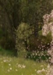 Dryad | The Chronicles of Narnia Wiki | Fandom powered by Wikia