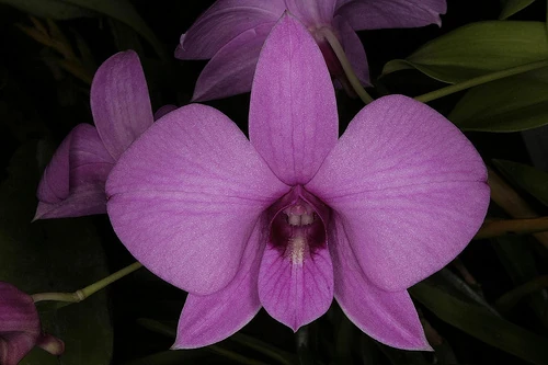 Le genre Dendrobium