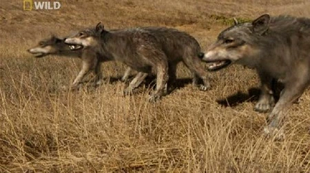 Dire Wolf | Prehistoric Monsters Wiki | FANDOM powered by Wikia