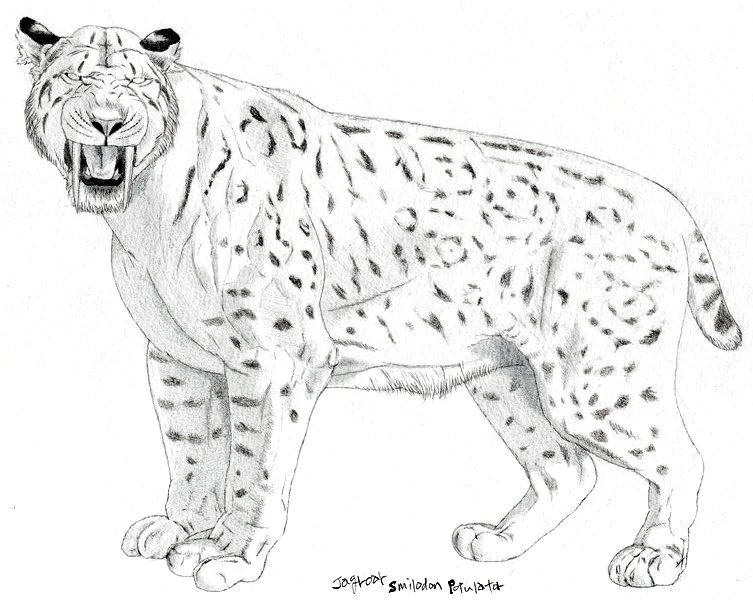 Saber toothed cat coloring pages
