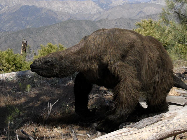 Paramylodon | Wiki Prehistórico | FANDOM powered by Wikia