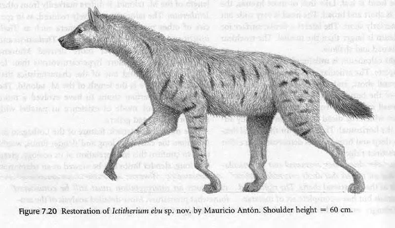 Ictitherium | Wiki Prehistórico | Fandom powered by Wikia