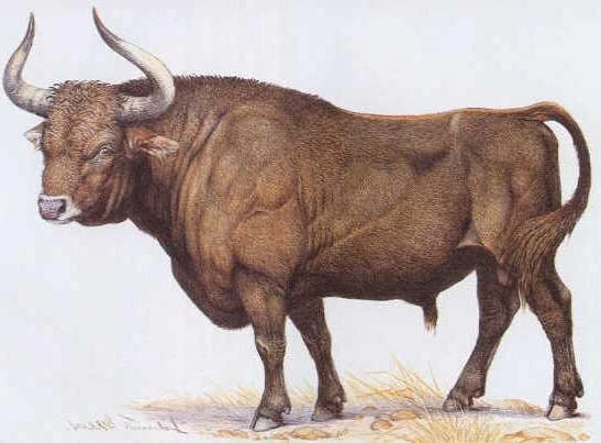 Bos primigenius africanus | Wiki Prehistórico | Fandom powered by Wikia