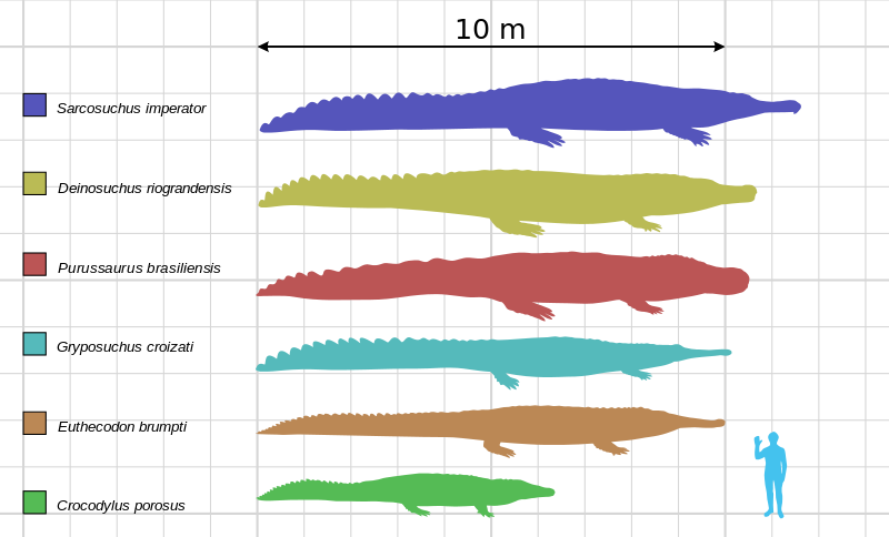 Sarcosuchus | Wiki Prehistórico | Fandom powered by Wikia