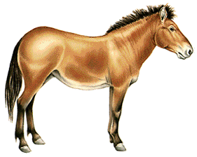 Pliohippus | Wiki Prehistórico | FANDOM powered by Wikia