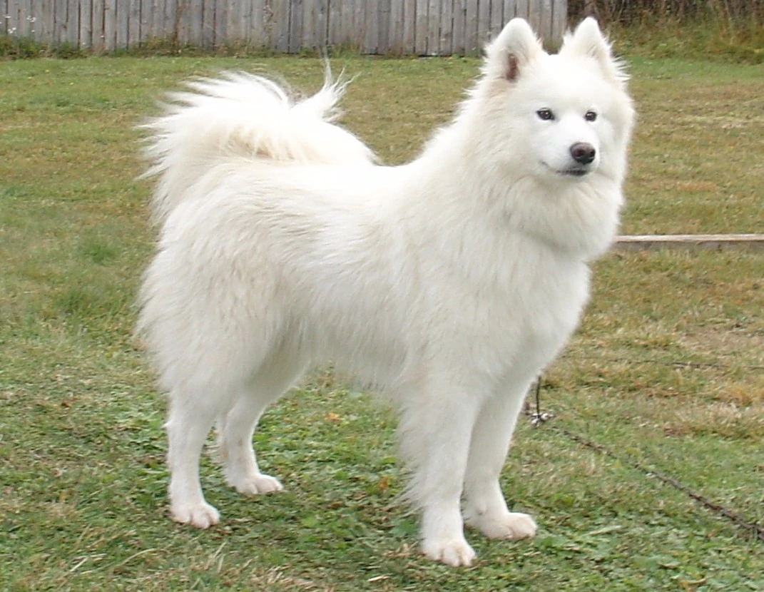 Plik:Samoyed-3.jpg | Psy i szczeniaki Wiki | Fandom powered by Wikia