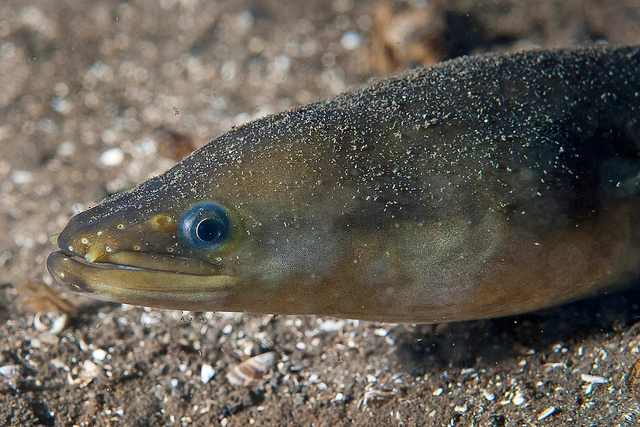 Anguila | Wiki Reino Animalia | FANDOM powered by Wikia