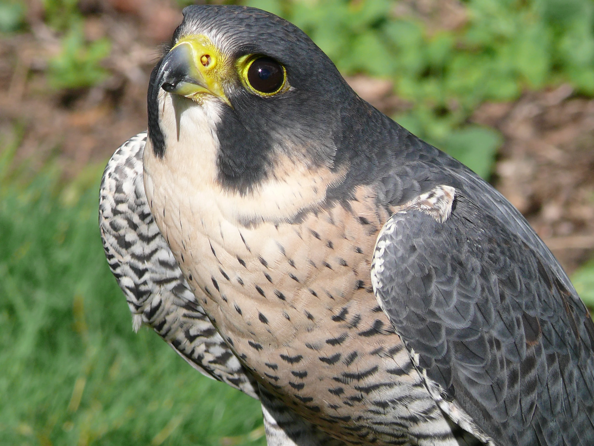 Archivo:Halcon peregrino wiki1.jpg | Wiki Reino Animalia | Fandom ...