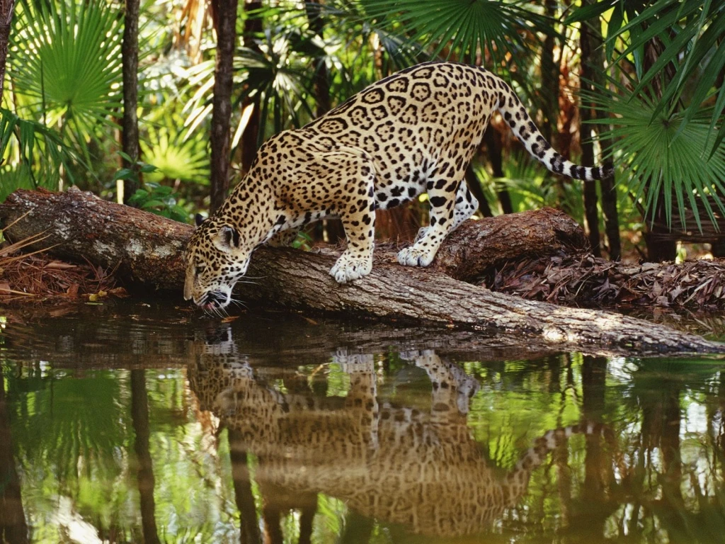 Archivo:Jaguar tomando agua.jpeg | Wiki Reino Animalia | Fandom powered ...