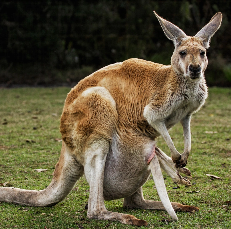 Canguro Rojo | Wiki Reino Animalia | FANDOM powered by Wikia