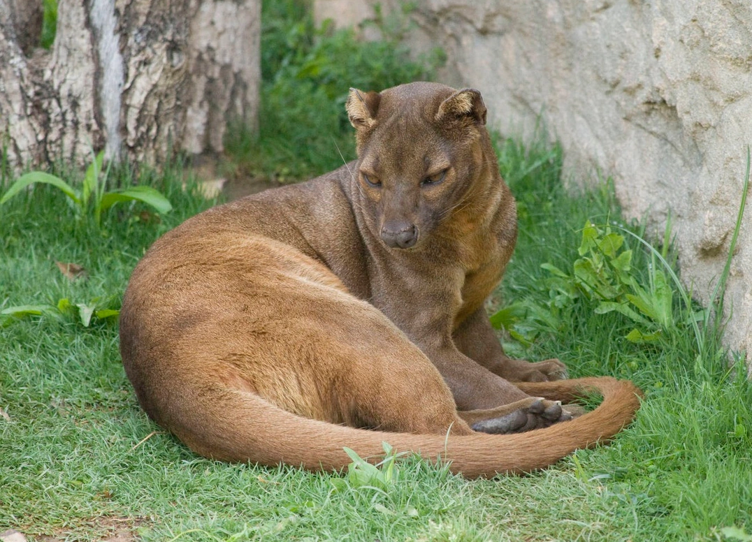 Fosa | Wiki Reino Animalia | Fandom powered by Wikia