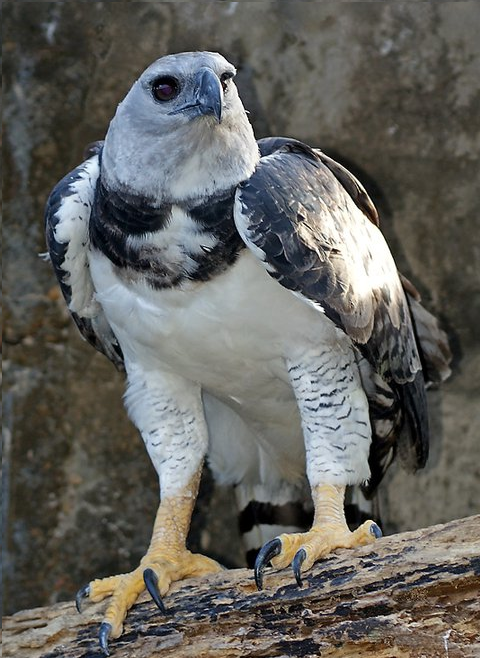 Imagen - Aguila harpia 7.png | Wiki Reino Animalia | FANDOM powered by ... Imagen - Aguila harpia 7.png | Wiki Reino Animalia | FANDOM powered by ...